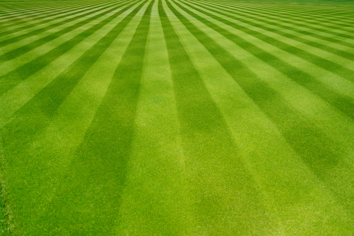 How To Mow A Lawn Lawn Care Guide By Lawn Love